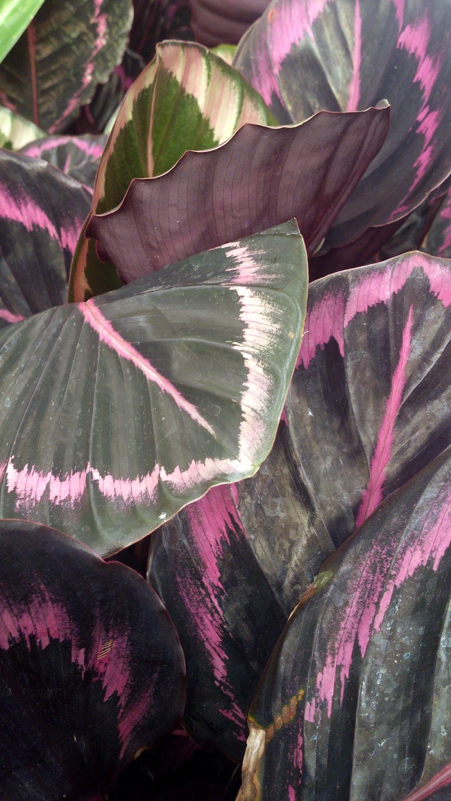 Vademecum Interesting Plants: Calathea (soorten) - Kalatea, ostrzeszyn ...
