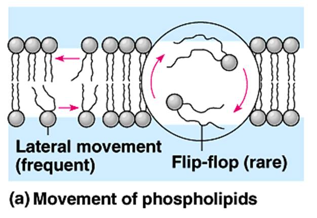 My Scientific Blog - Research and Articles: THE BIOLOGICAL MEMBRANE