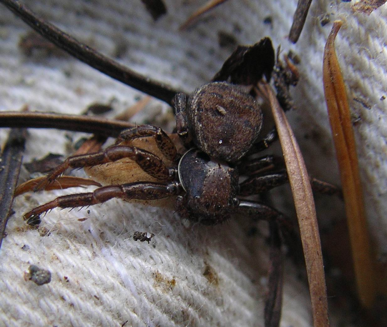 Adventures Of A Pine Cone Spider Collector: 9-May-2017 Harstine Island ...