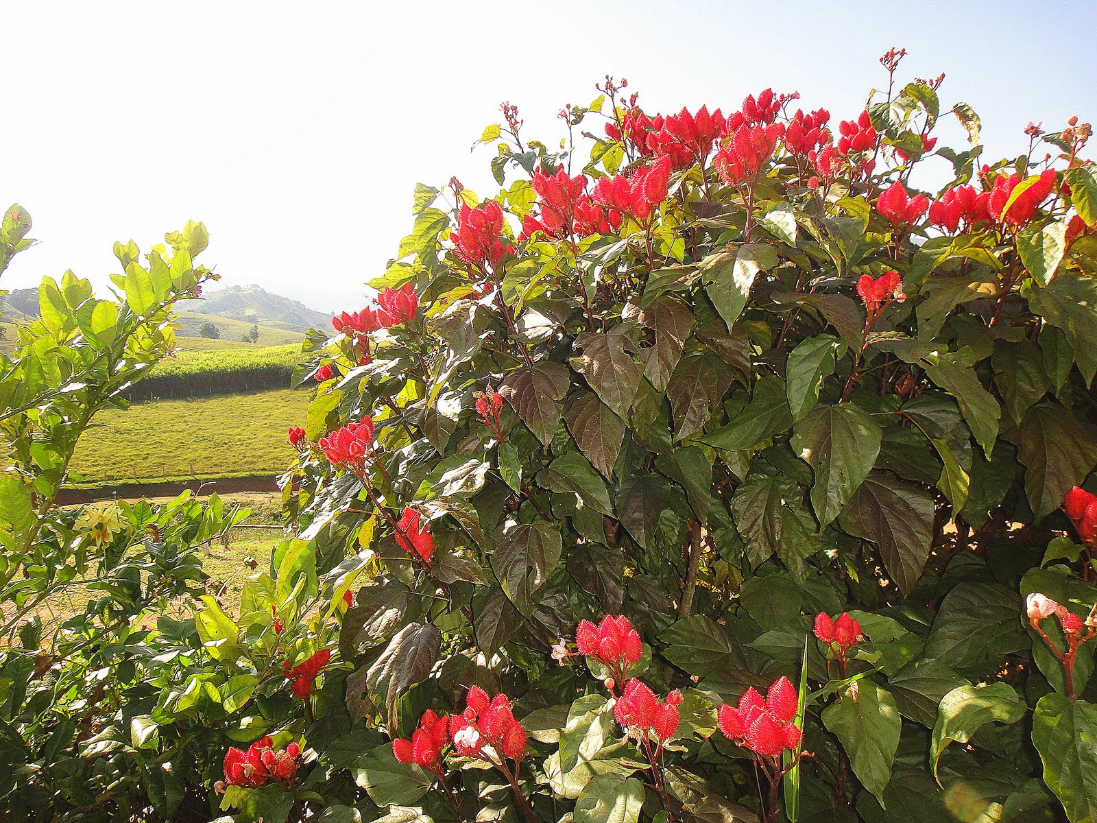 Emagrecer Saudável!!!: Veja como a semente de Urucum acelera o ...