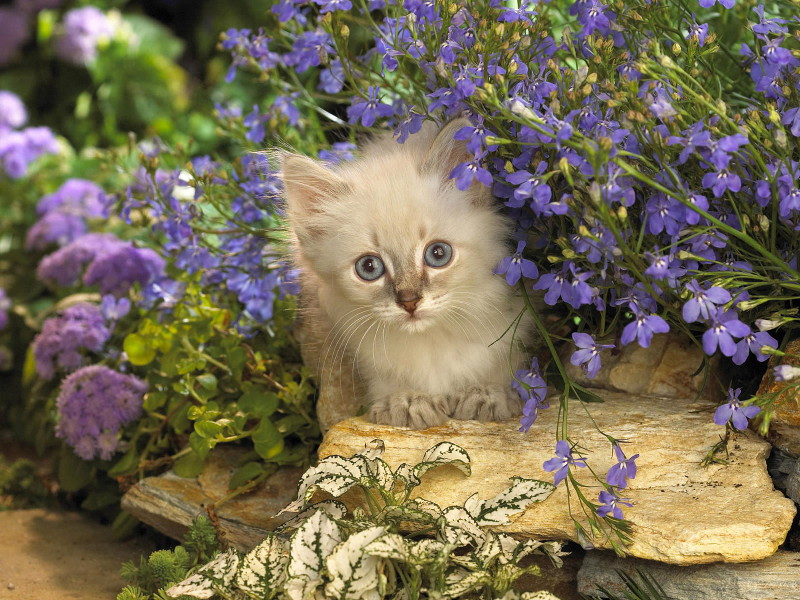Imagenes de gatos con flores - Imagui