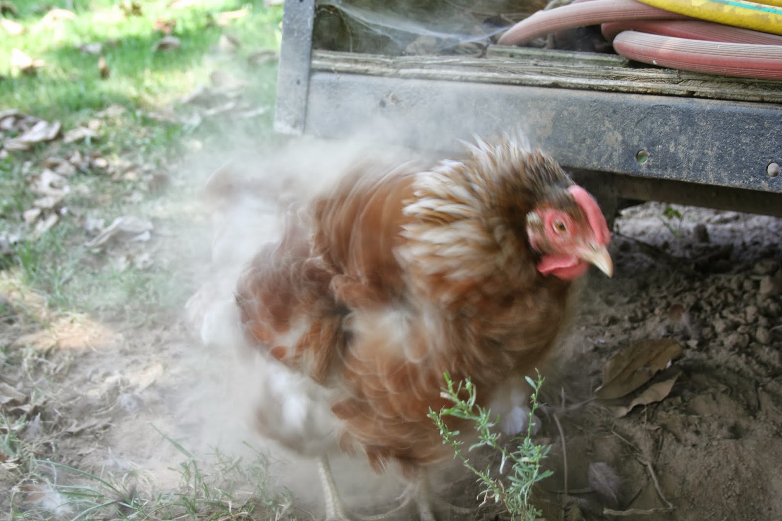 Chicken Scratch Poultry: Getting The Breeders Winter Ready