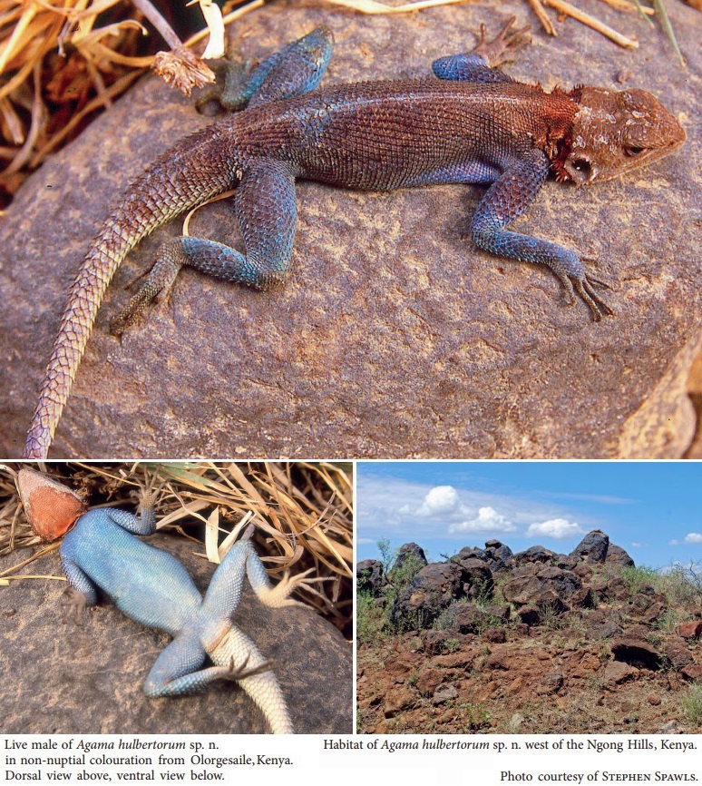 Species New to Science: [Herpetology • 2014] Agama hulbertorum • A New ...