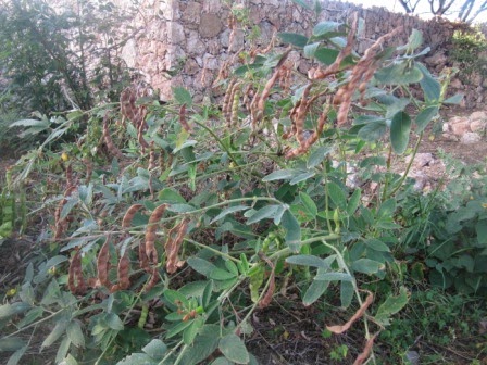 stichting K.A.D.E.: Medicinale inheemse planten in Aruba en hun toepassing