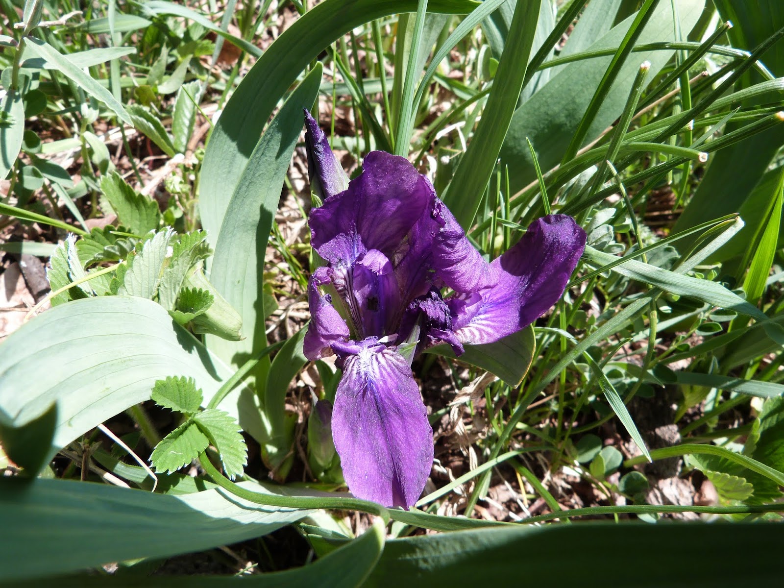 Frumusetile naturii: Irisul bărbos (Iris hungarica)