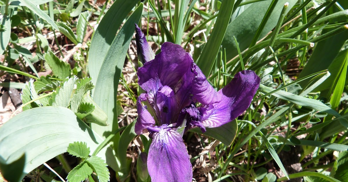 Frumusetile naturii: Irisul bărbos (Iris hungarica)
