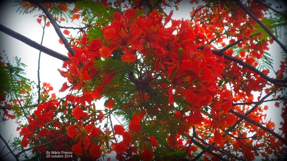 Meu Cantinho Verde: FLAMBOYANT - ( Delonix regia )