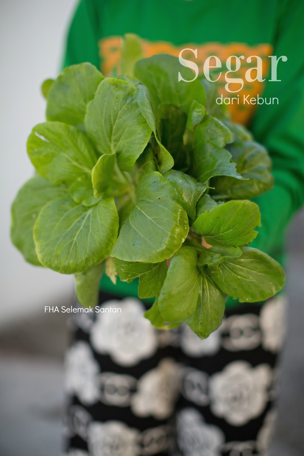 LEMAK LADA HITAM SAWI ... Segar Dari Kebun - FHA Selemak Santan