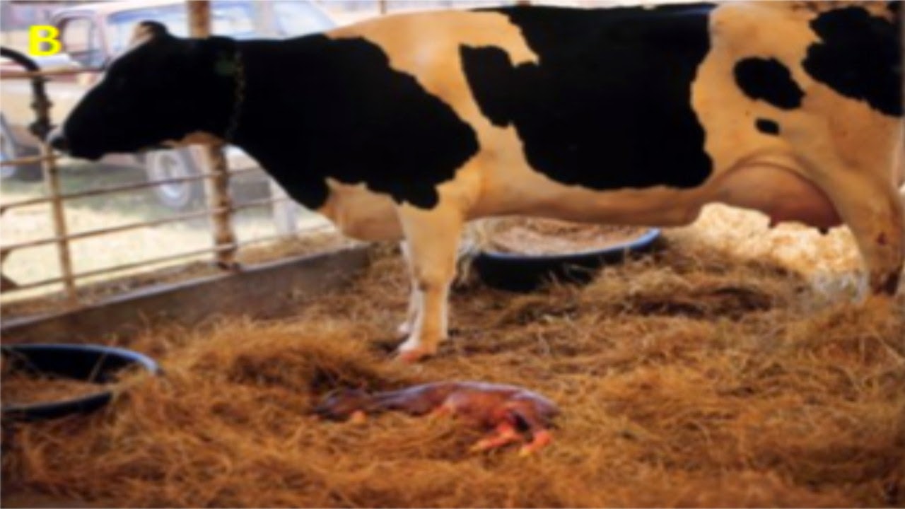 SARUEDI SIMAMORA: GAMBARAN PATOLOGI ANATOMI BRUCELLOSIS