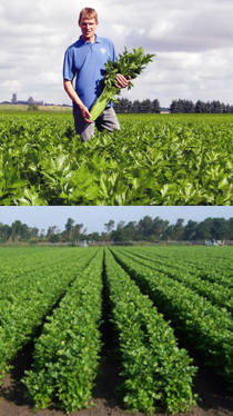 Cultivo de Apio: Cosecha