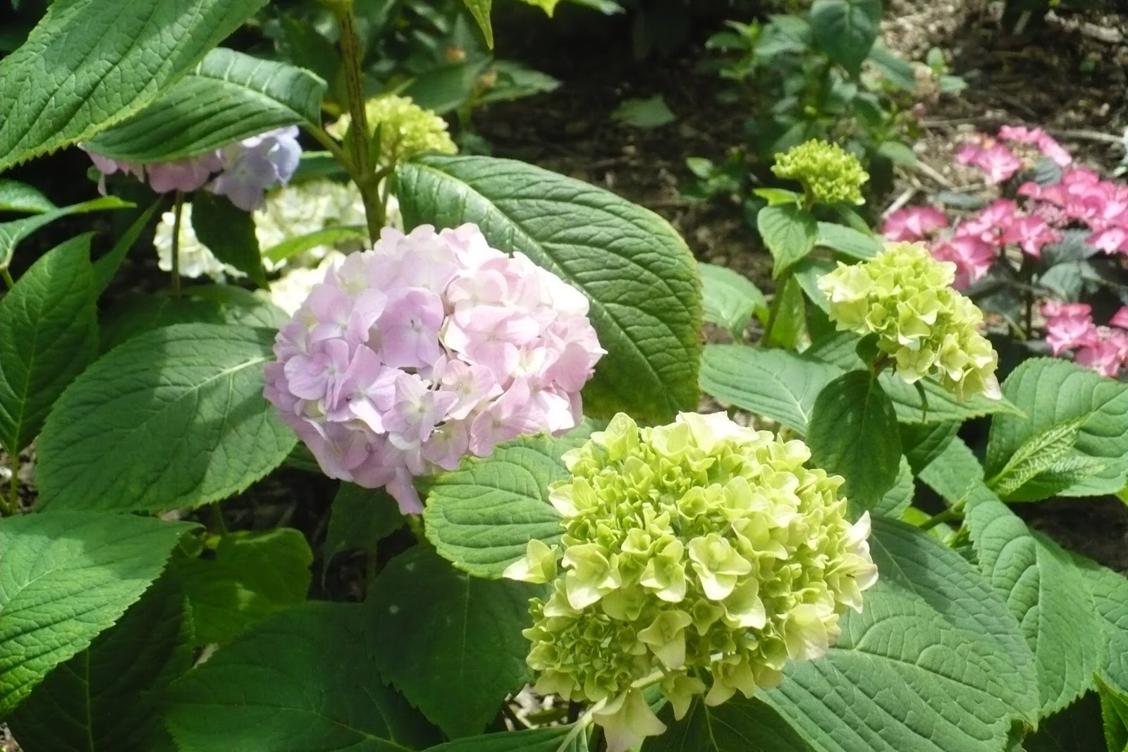 Hydrangea, Hortensja: Hydrangea macrophylla (Hortensja ogrodowa) 'Otaksa'