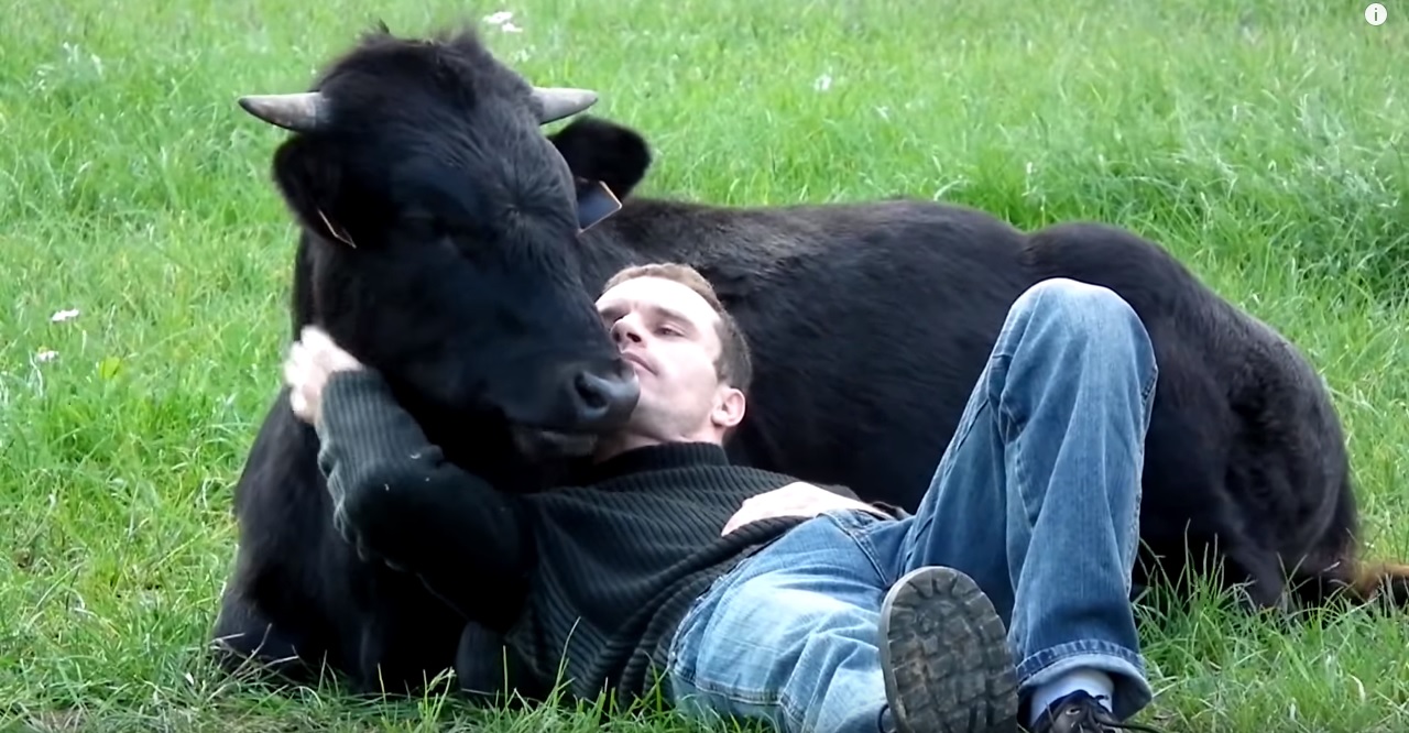 Canal Salud y Belleza Natural: Un toro bravo criado como un perro