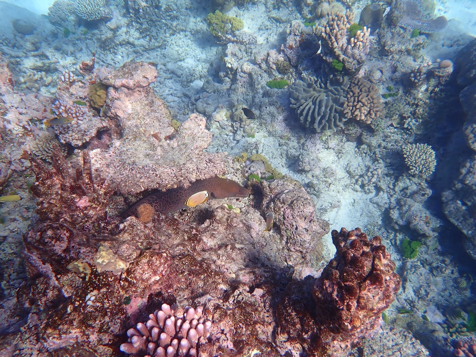 Australia- Great Barrier Reef- Flynn Reef
