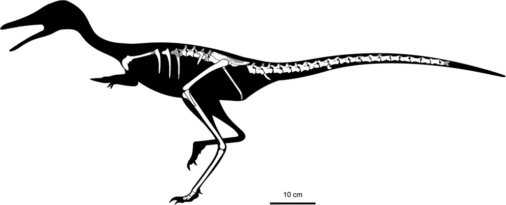 Raptormaniacs: New (Extinct) Maniraptors of 2019