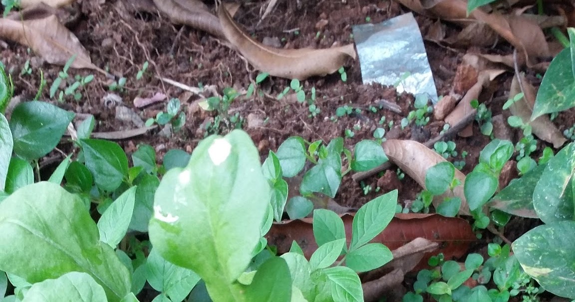 BLOGSOWNKITCHEN: Jarjeer or Salad Rocket or Arugula in Ollur Kerala