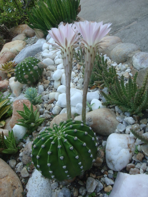 Cacto em flor
