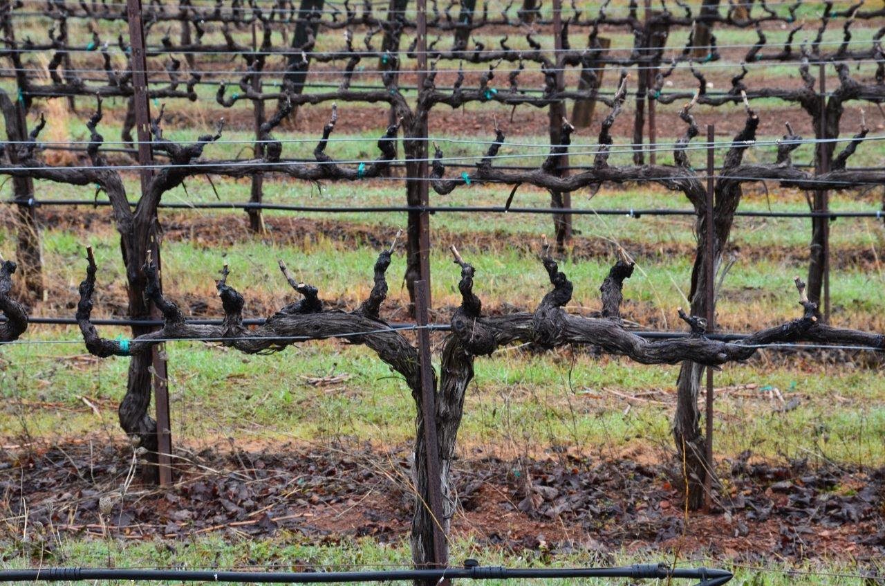 Wine Reviews For The Average Wine lover: The Desert Wine Guy - How To ...