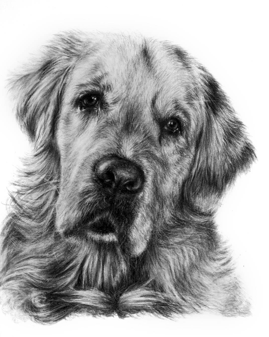 Charcoal Drawings Of Dogs