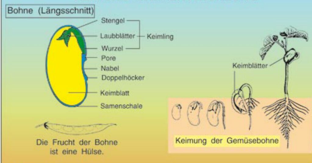 Das Keimen von Samen