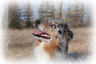 Vispera Australian Shepherds