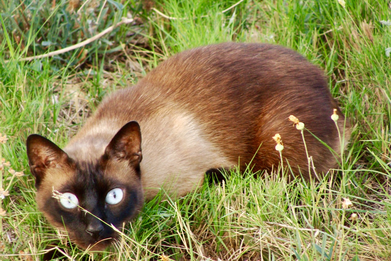 SANTICAT GATOS CIMARRONES: GATO COLOR POINT