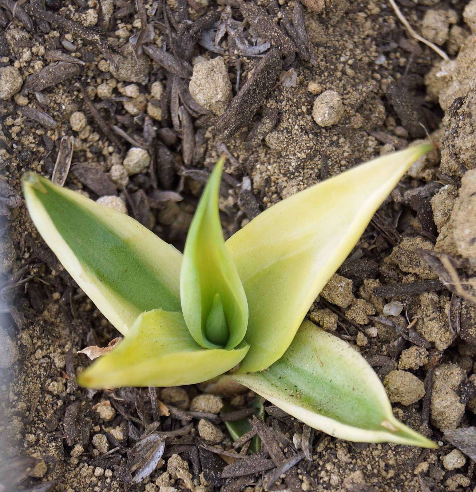 Agave Desmettiana Bloom Update: Bulbil Variegation Variations