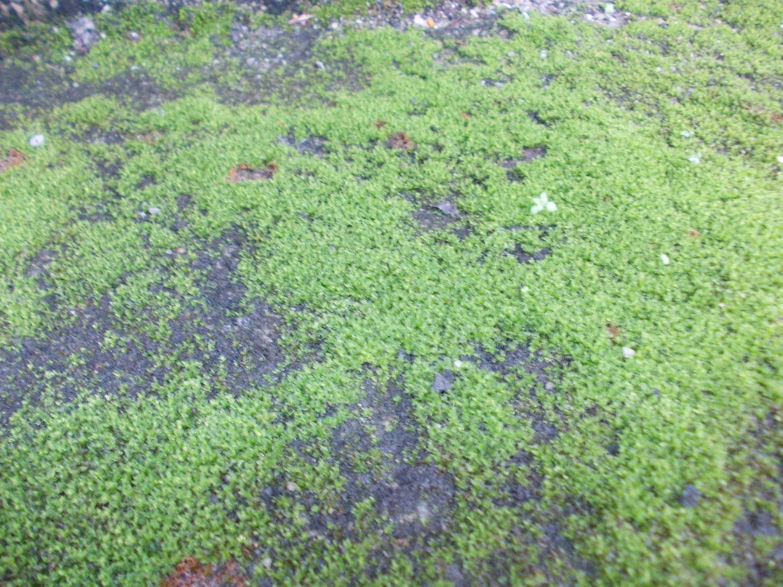 SEHARI DALAM HIDUPKU @ JURNAL KEHIDUPAN: Lumut hijau di halaman rumah