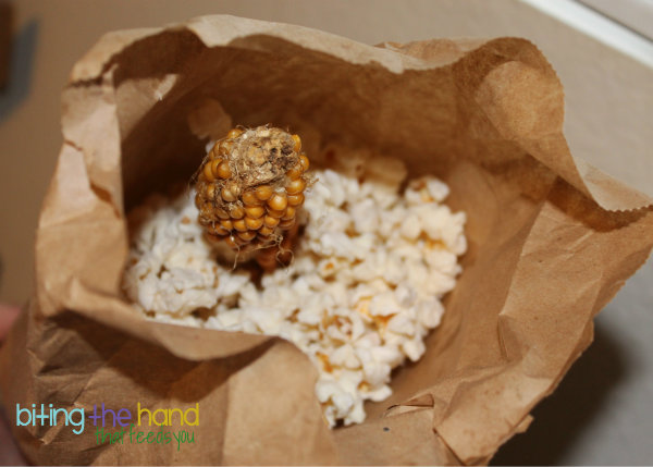 Biting The Hand That Feeds You: How To Dry and Pop Popcorn On The Cob!