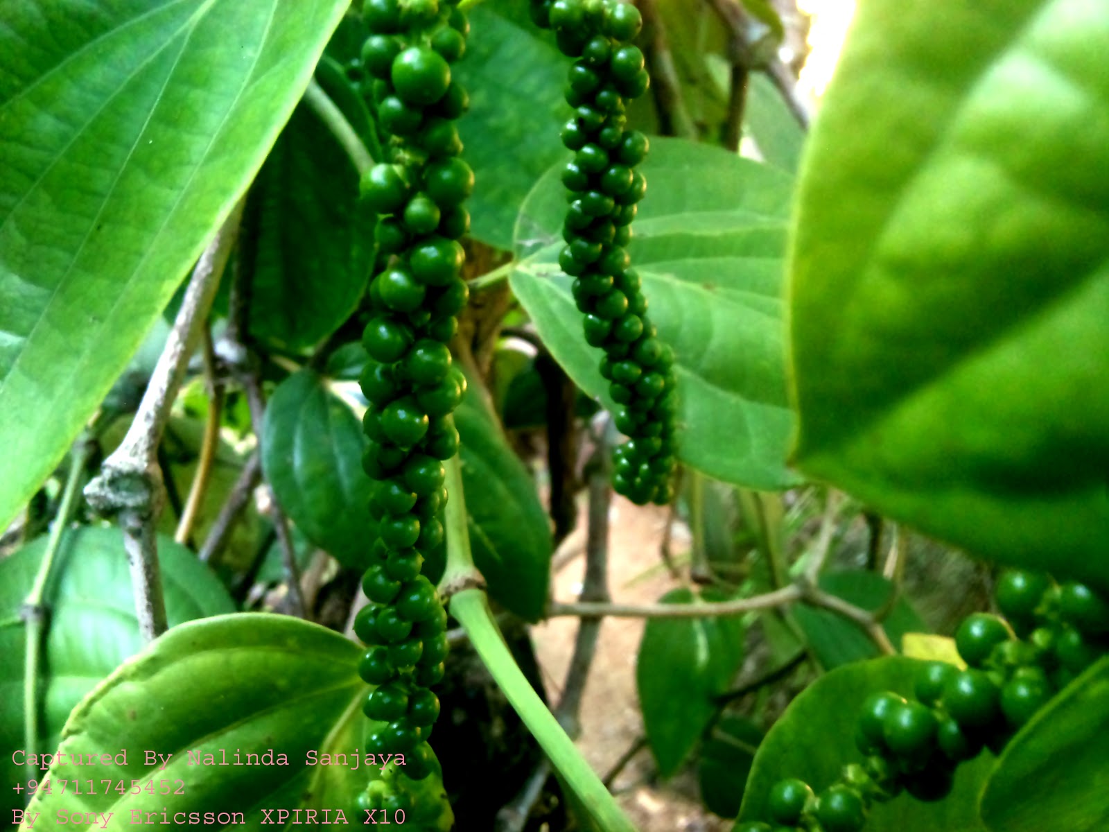 මිරිස් සහ ගම්මිරිස්..........