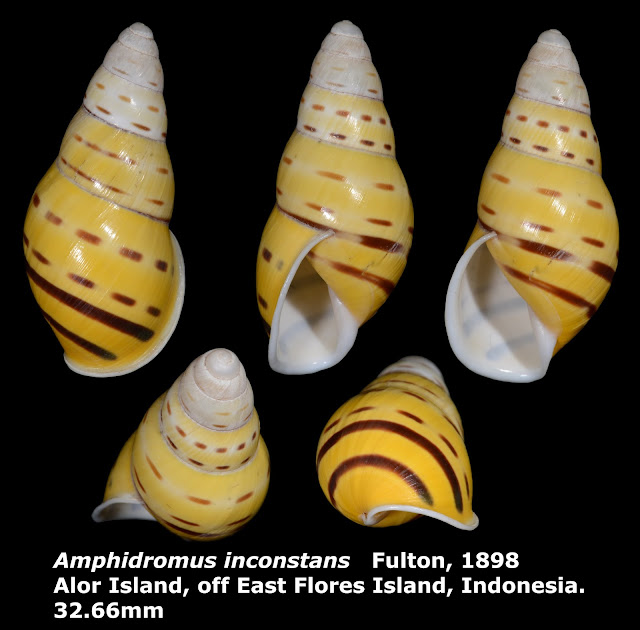 Dr. Lee's Gallery Museum: Amphidromus inconstans 28.35 to 32.66mm
