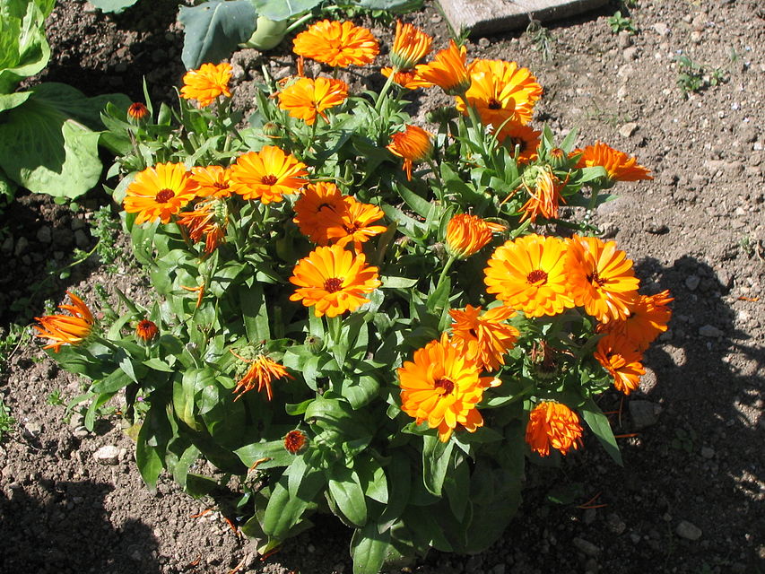 Calendula officinalis «caléndula» - Id Plantae