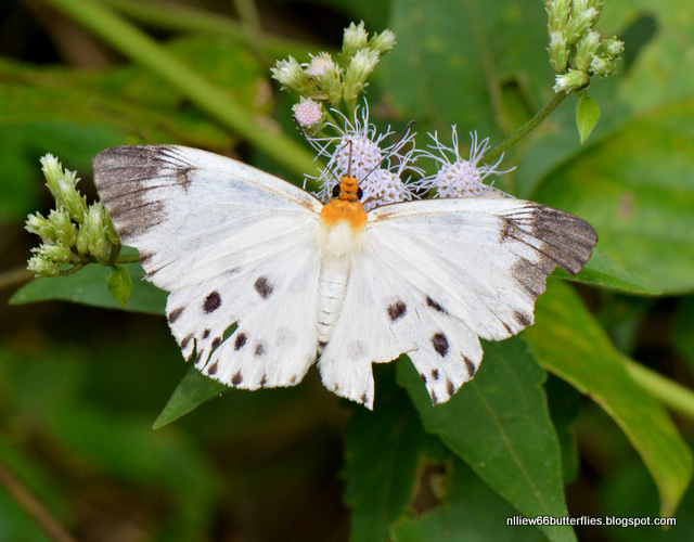 The Forested Path (and Beyond): BUTTERFLIES of RAUB: The White Dawnfly ...