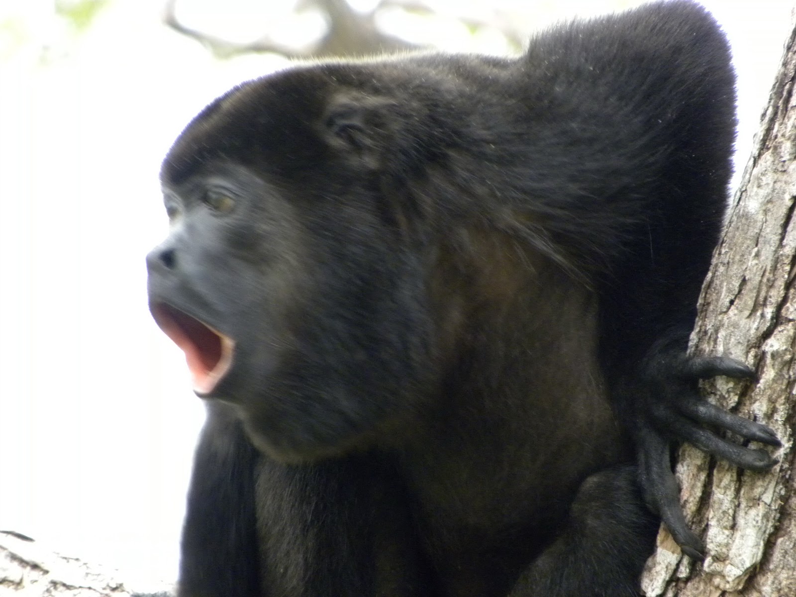Pura Jungla Treehouse Visitors