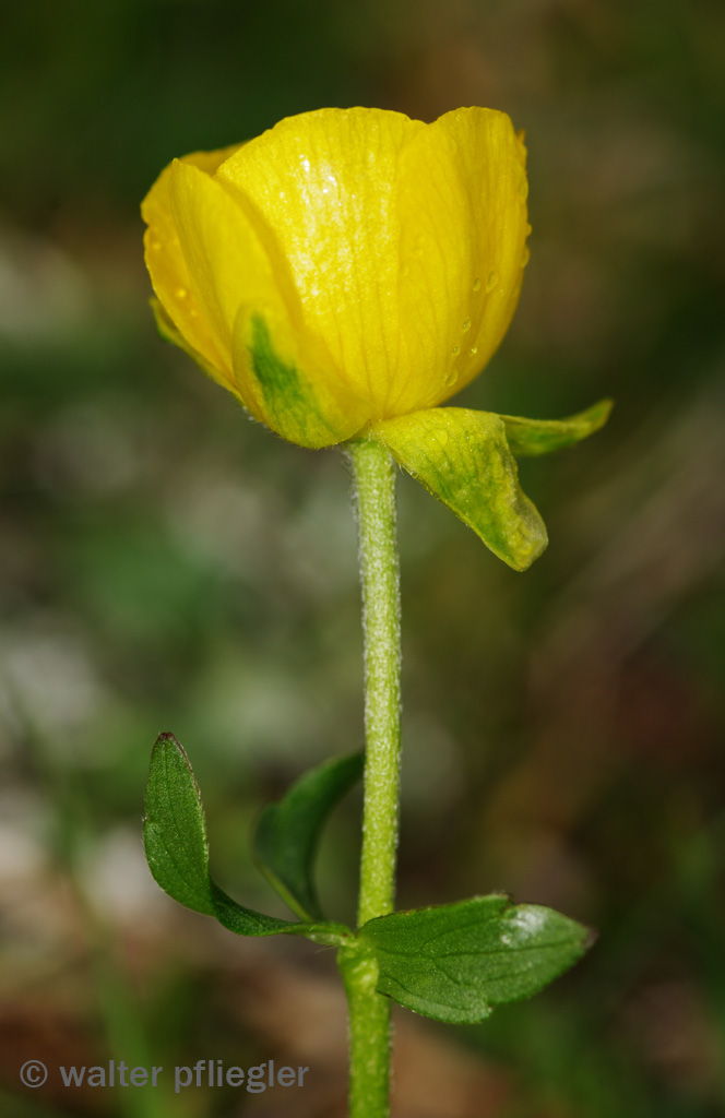 Nature photos from an Amateur Naturalist: Peaks of the High Tauern ...