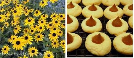 Cookie Monster Mama: COOKIE #22: BROWN-EYED SUSANS