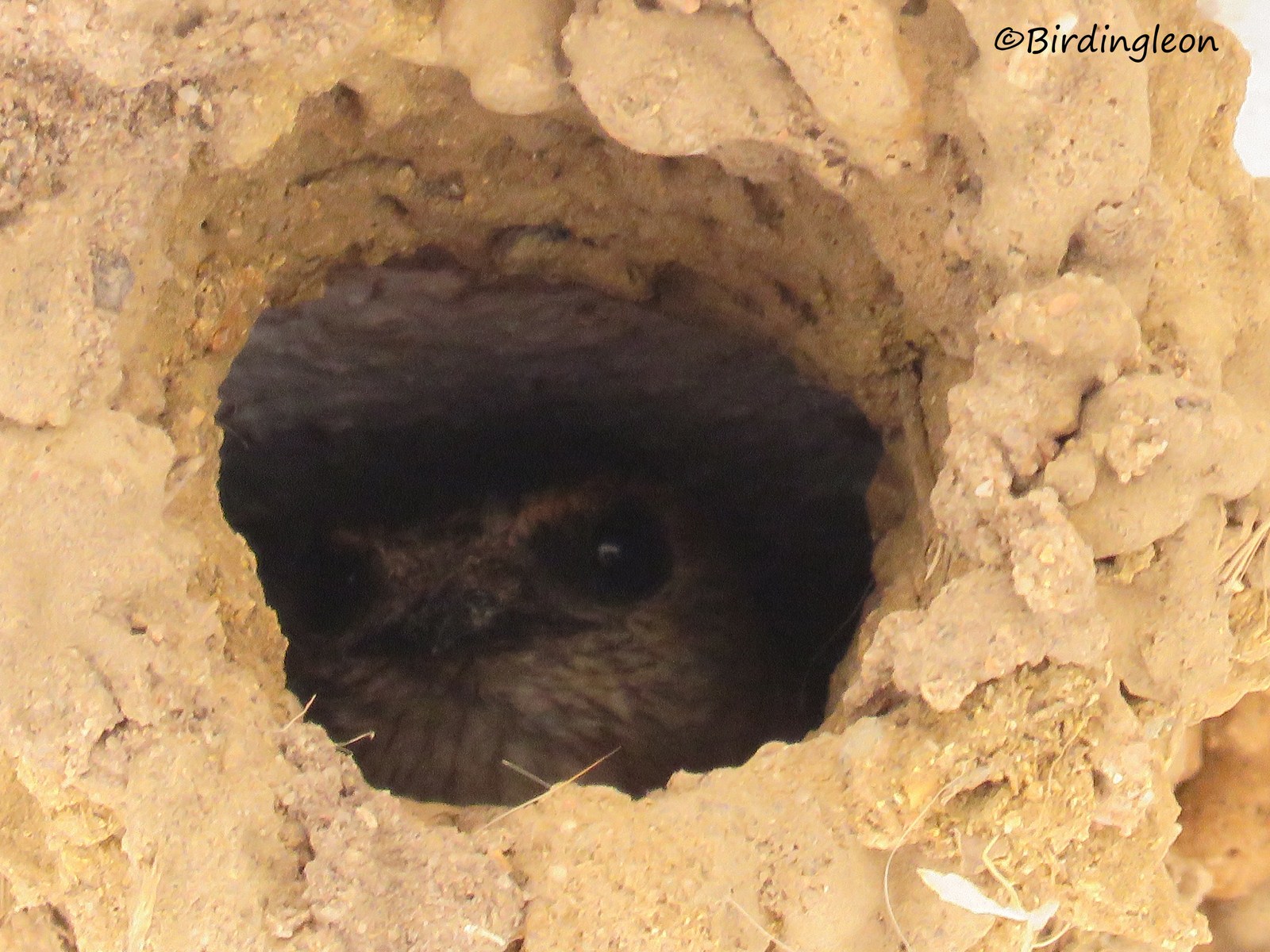 BIRDINGLEON: Nido de GOLONDRINA DÁURICA en el Hotel
