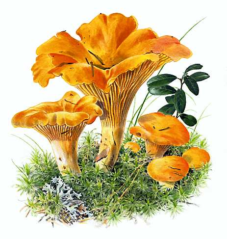 Min vrå ...: Inga kantareller.