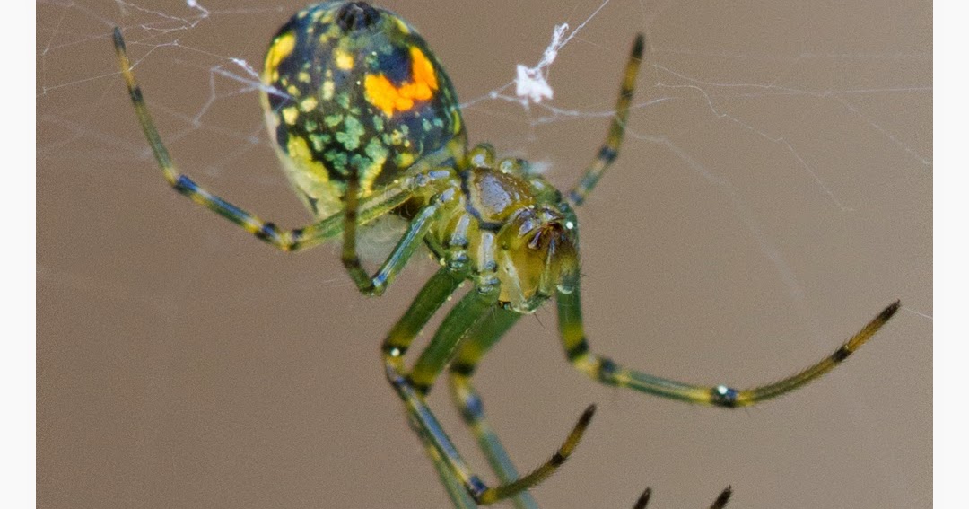 jeremy richter | photography :: blog: The Orchard Spider, an Orb Weaver