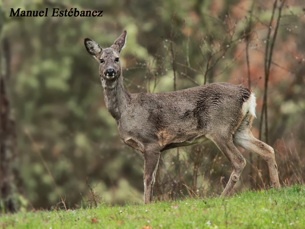 Miradas Cantábricas: Corza (Capreolus capreolus)