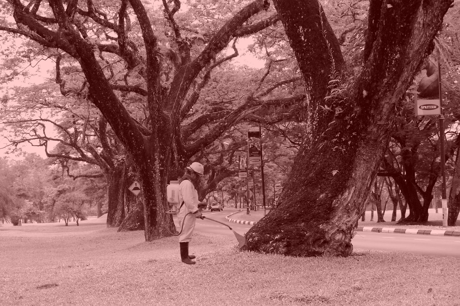 Taiping Photo Gallery