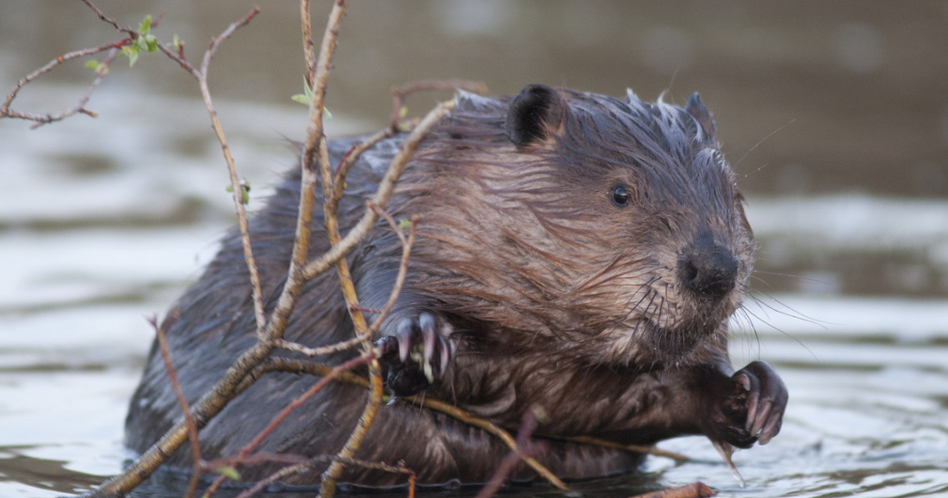 Conheça o maior Castor do mundo