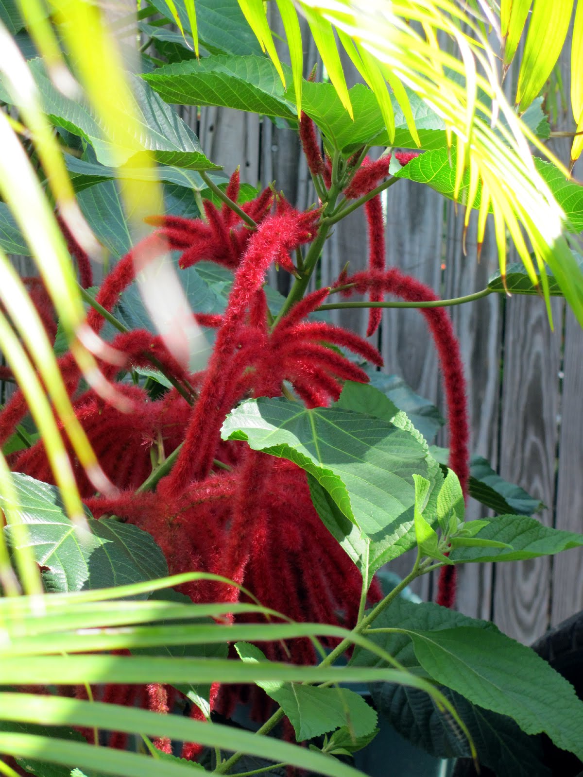 Key West Vacation Gypsy: The Colors of Spring Flora in Key West
