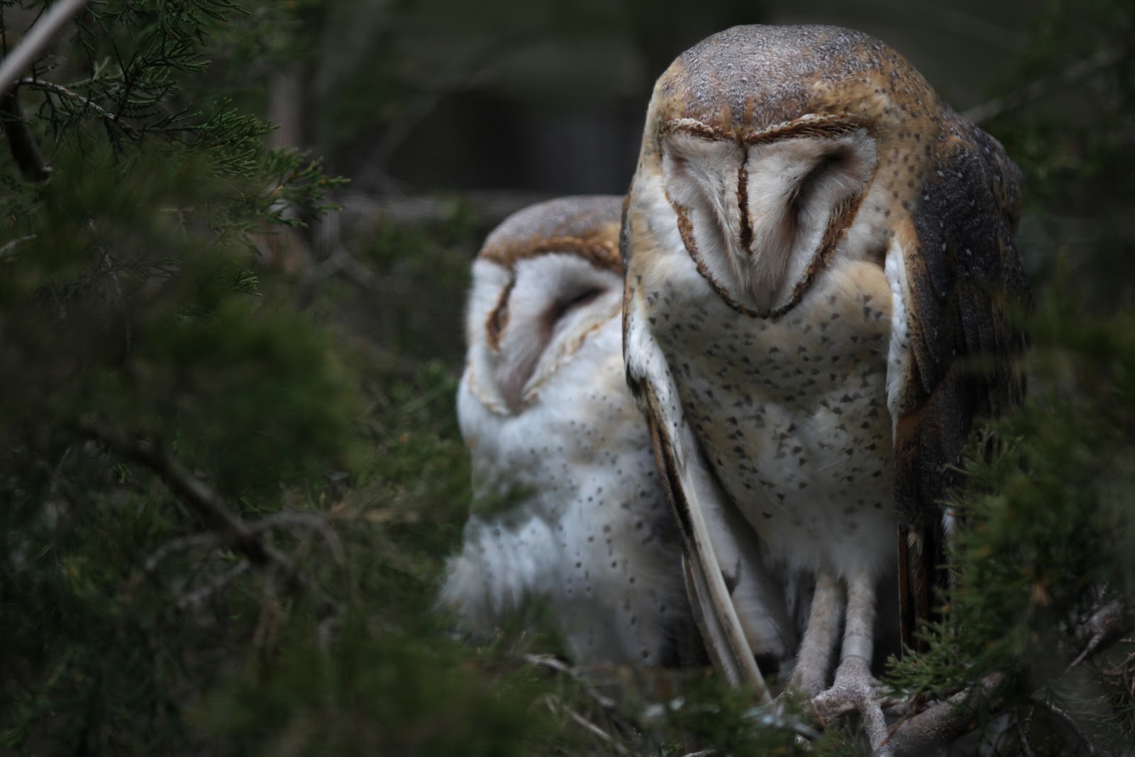 Andrew Willoughby: Photography: Nebraskan Birds of Prey