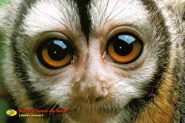 Mamíferos: Macaco-azara-da-noite (Aotus azarae)