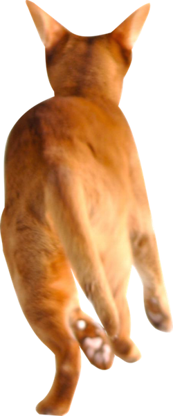 Free running cat png - running cat cut out - freebie