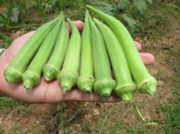 Guia para uma Alimentação Saudável: Os benefícios do quiabo