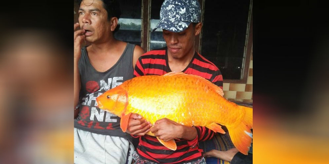 Inikah Ikan Mas `Raksasa` Danau Toba yang Ramai Dibicarakan? - KARTUREMI