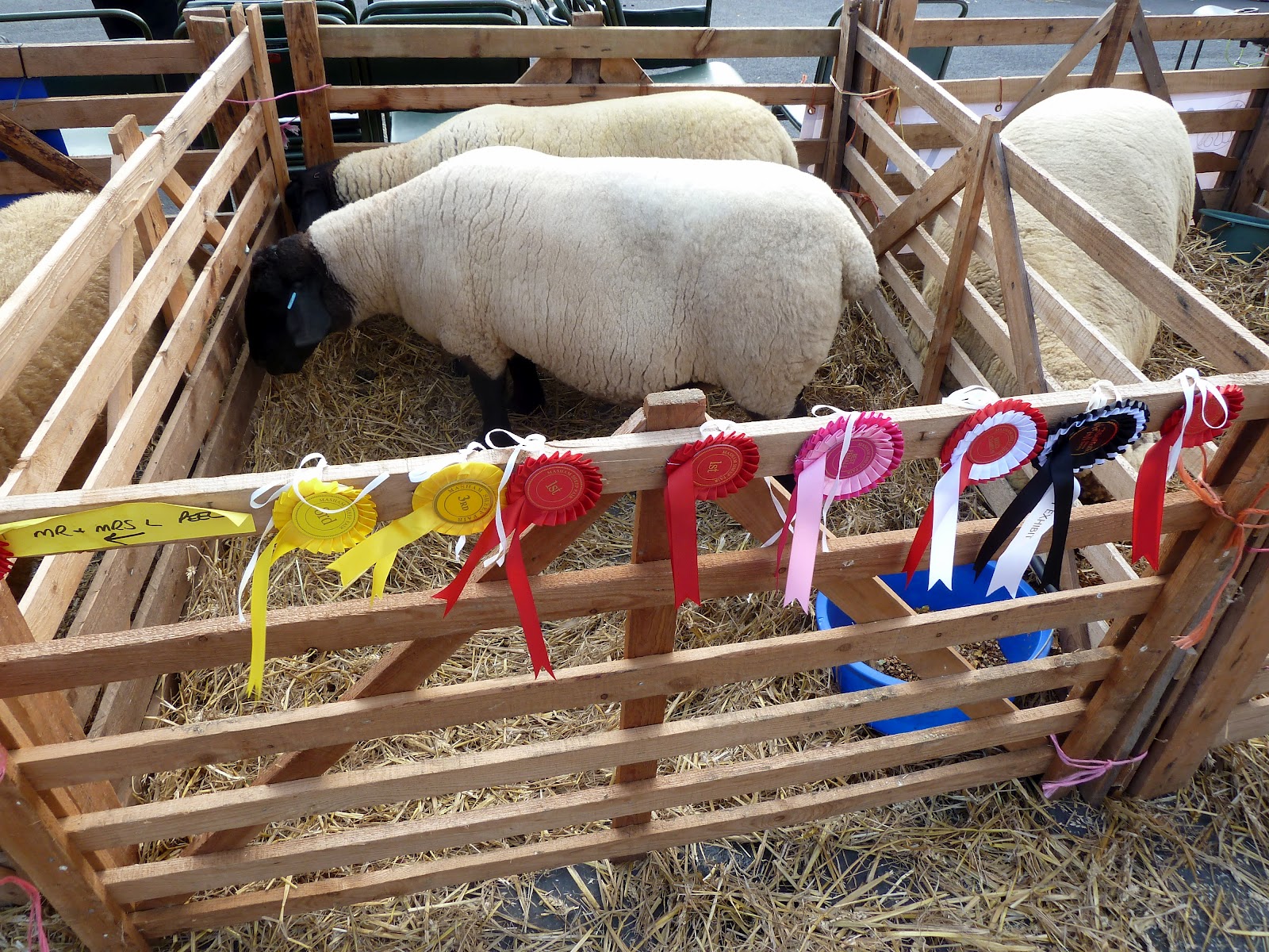 Calli's Crossing: Masham Sheep Festival