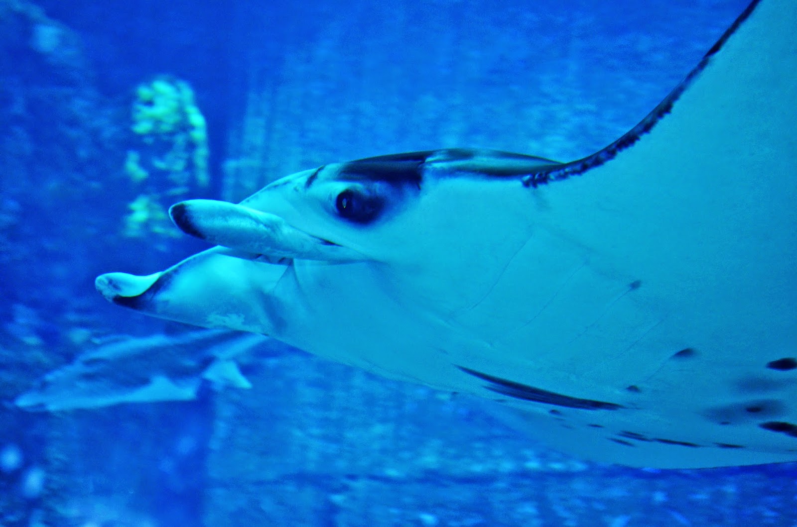 Visiting The S.E.A Aquarium, Resorts World Sentosa Singapore - Just An ...