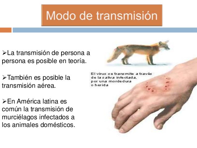 Universo Microbiológico: Rabia